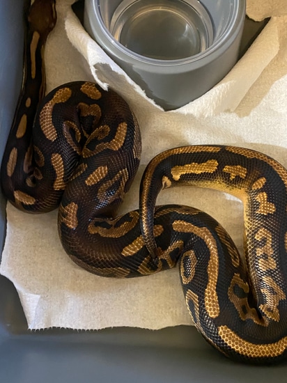 (Eros)Black Pastel,Yellowbelly,Leopard,HetClown Ball Python by DNA Reptiles