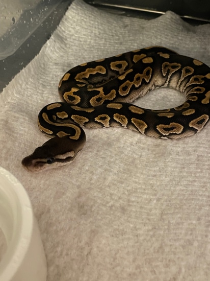 Cinnamon 66% Het Clown (Sleeping Beauty) Ball Python by DNA Reptiles