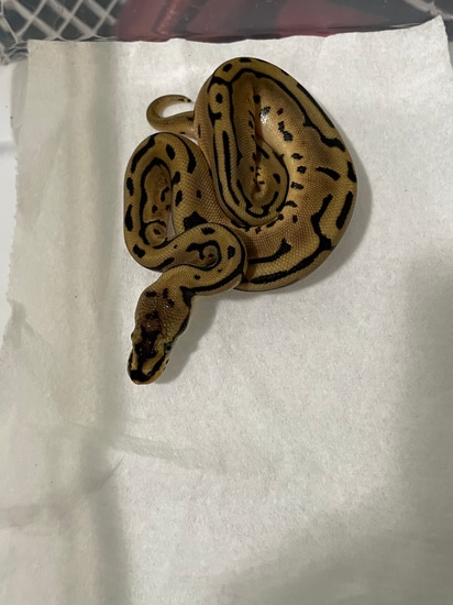 Leopard, Spider Het Piebald Ball Python by DNA Reptiles