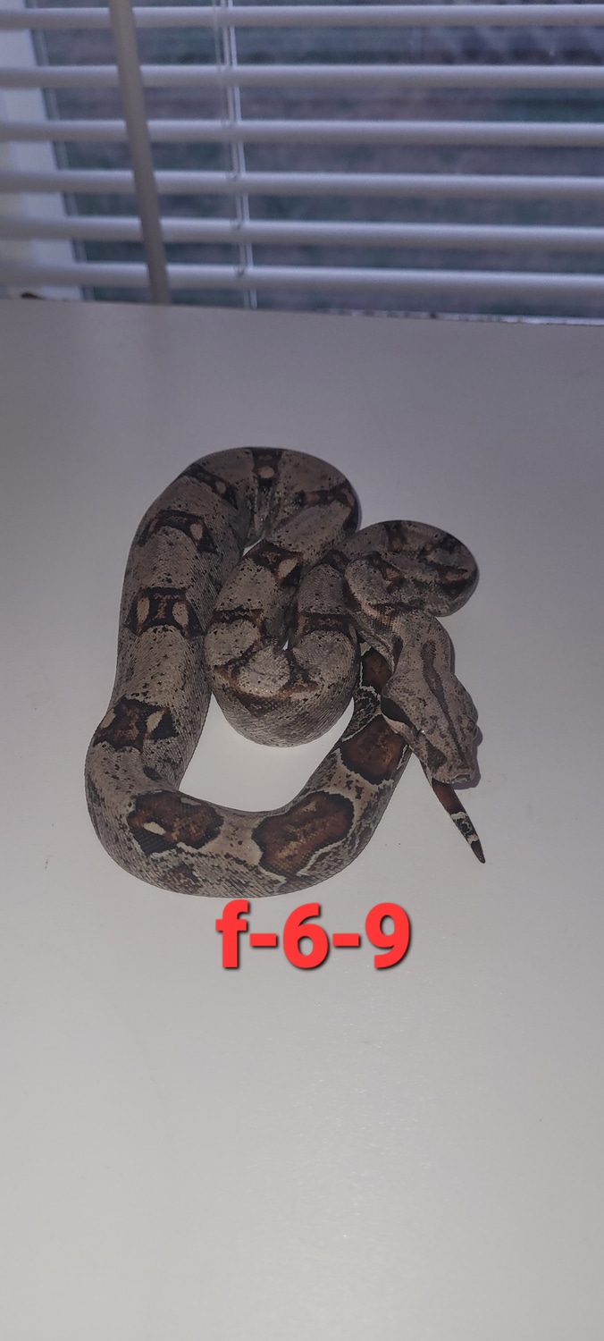 Colmbian Boa Constrictor by 2 Pete's Boas - MorphMarket