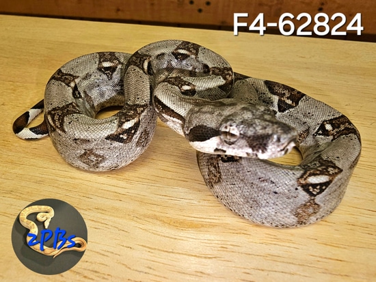 Normal Boa Constrictor by 2 Pete's Boas