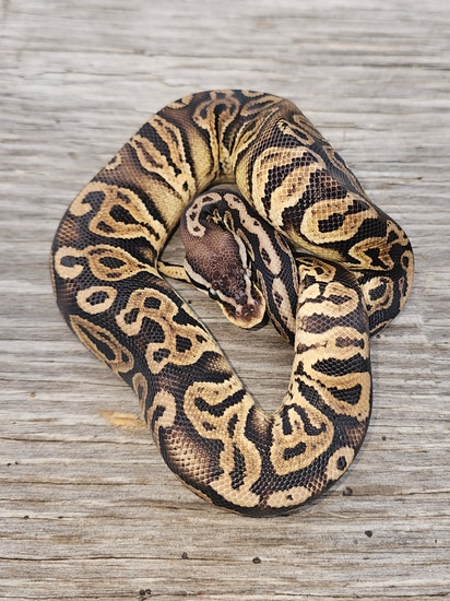 GHI Black Pewter Ball Python by 2 Pete's Boas