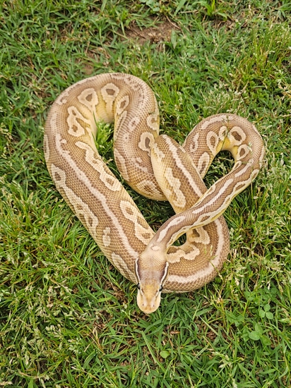 Butter, Cinnamon, Pewter Ball Python by 2 Pete's Boas