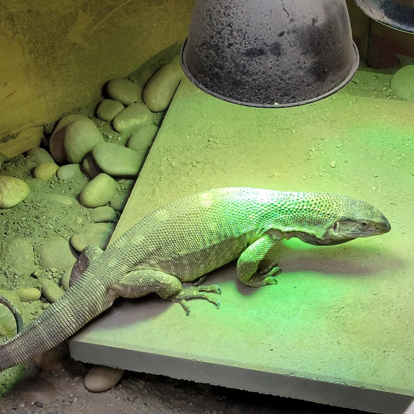 2ft Female Black-throat Monitor Black-Throated Monitor by Jay's ...