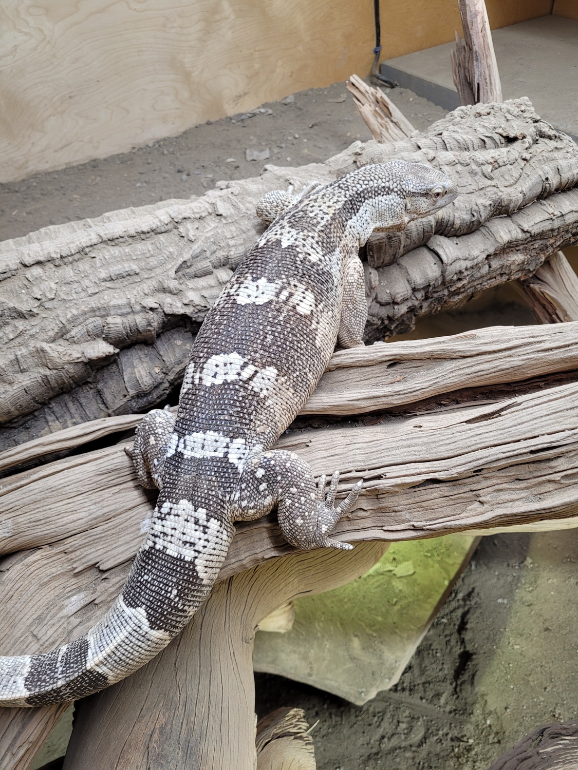 2022 Uscbb Male White-throat Monitor Other Monitor by Jay's Monitors ...