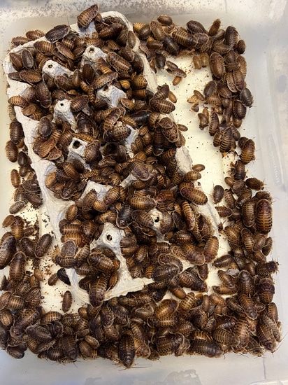 1/2” - 3/4” (Assorted) Dubia’s Cockroach by Big D's Organic Feeders