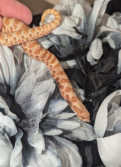 Evans Hypo, 100% Het Caramel Western Hognose by Big Easy Hogs
