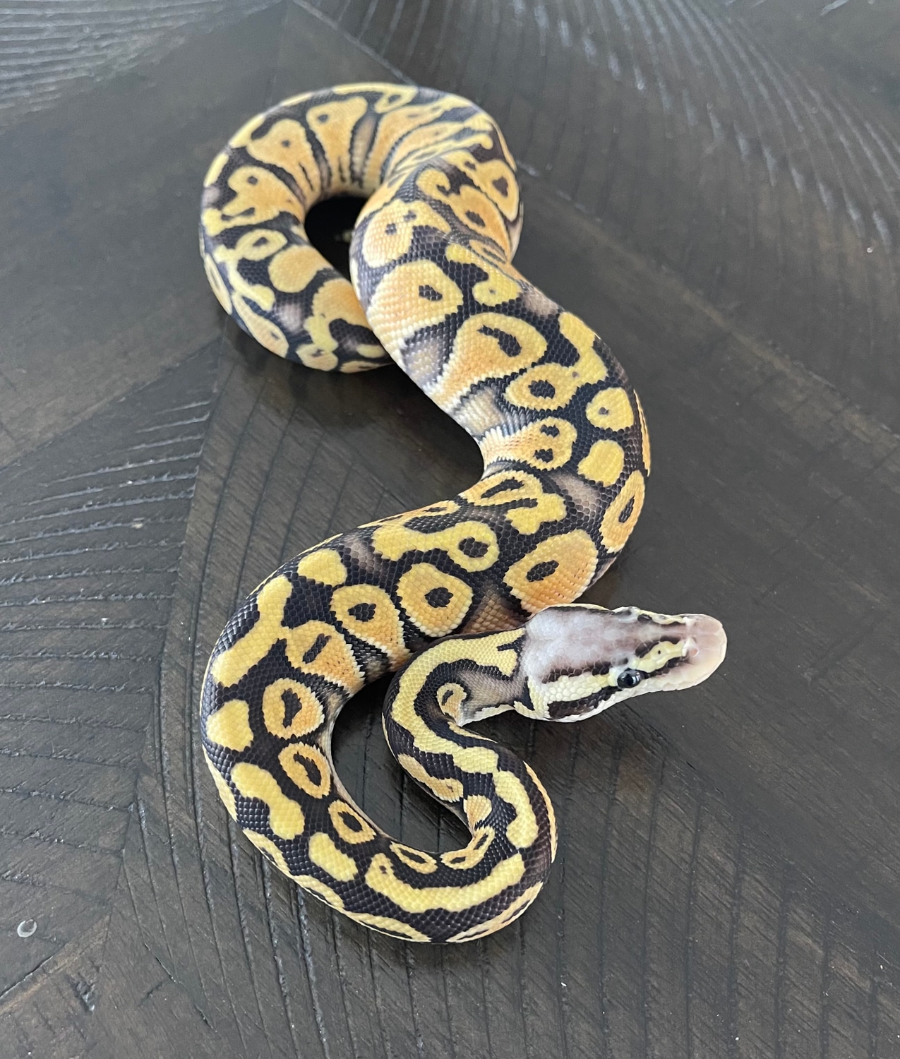 Super Pastel 100% Het Clown Ball Python by Ern's Exotics - MorphMarket