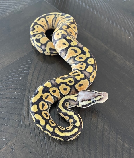Super Pastel 100% Het Clown Ball Python by Ern's Exotics