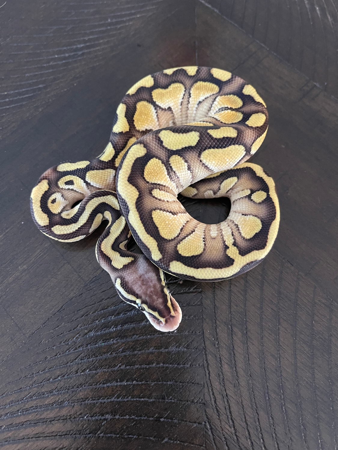 Pastel Lesser Poss Het DG Ball Python by Ern's Exotics - MorphMarket