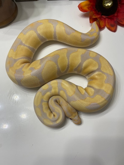 Leopard Candino Ph Pied Ball Python by Ern's Exotics