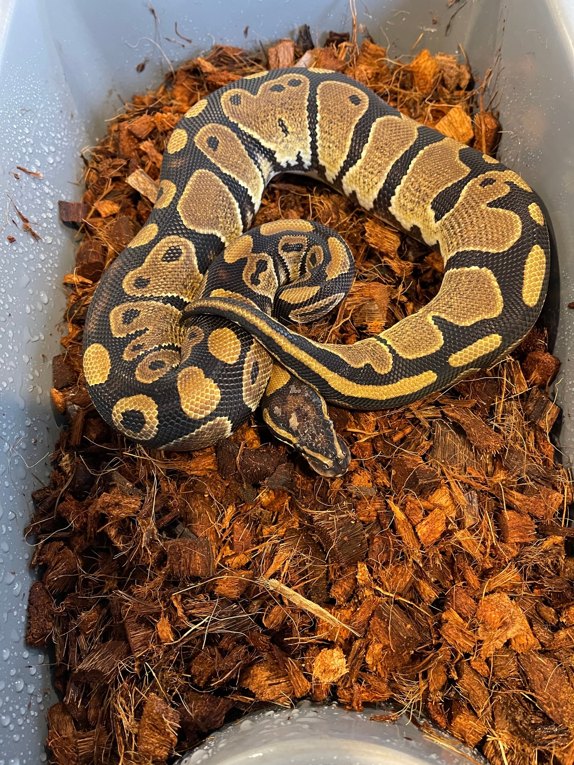 Dbl Het Pied DG Ball Python by Ern's Exotics - MorphMarket