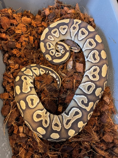 Mojave Het Clown Ball Python by Ern's Exotics