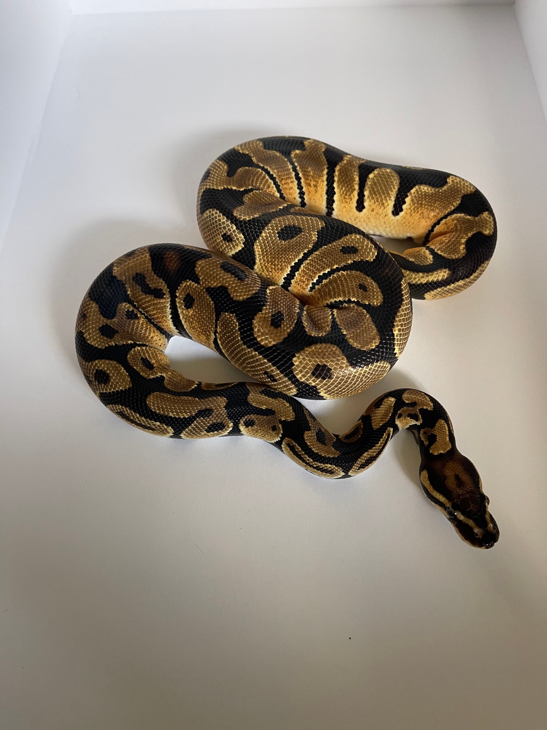 Orange Dream Ball Python by Ern's Exotics - MorphMarket