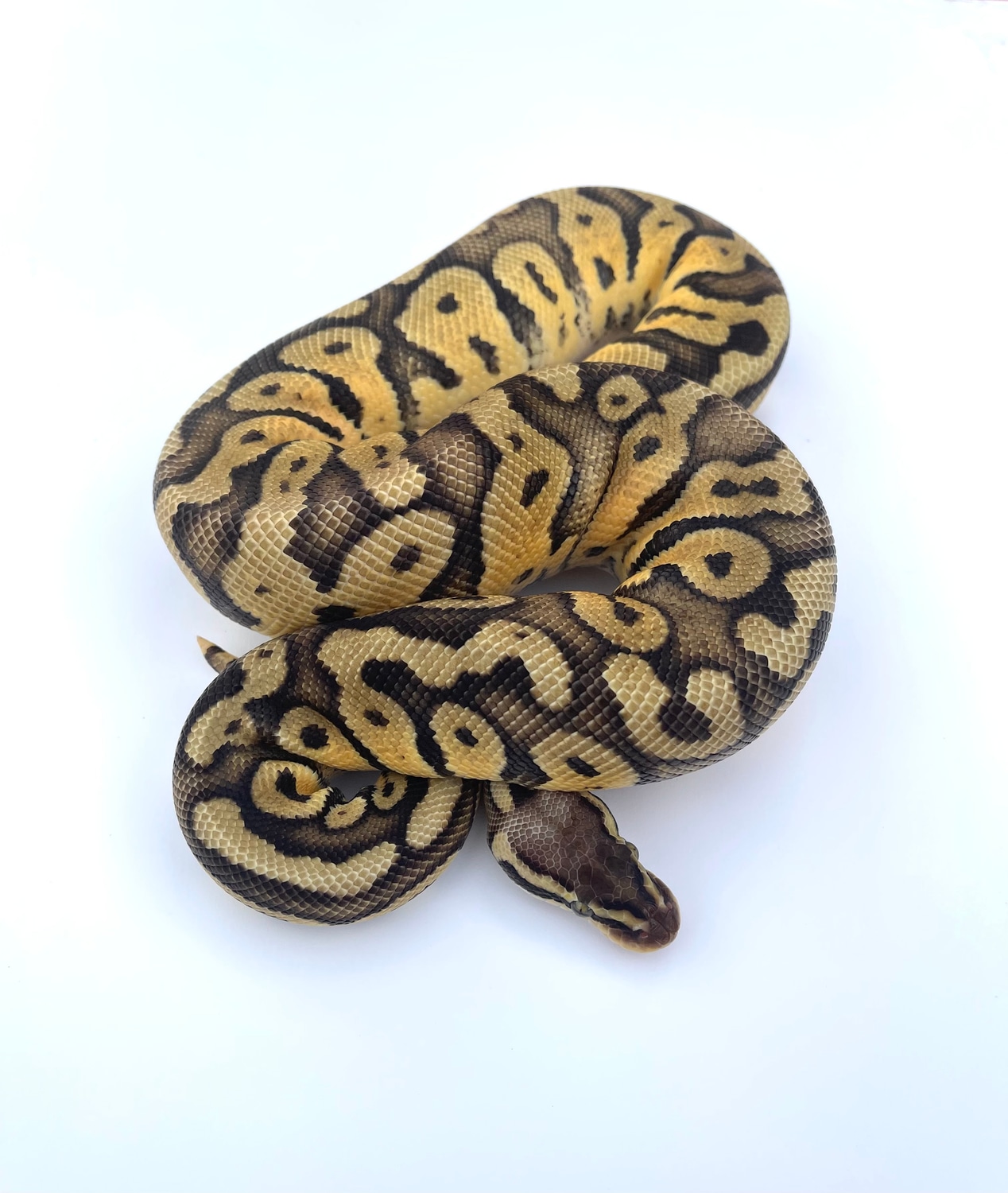 Super Pastel Dbl Het DG Pied Ball Python by Ern's Exotics - MorphMarket