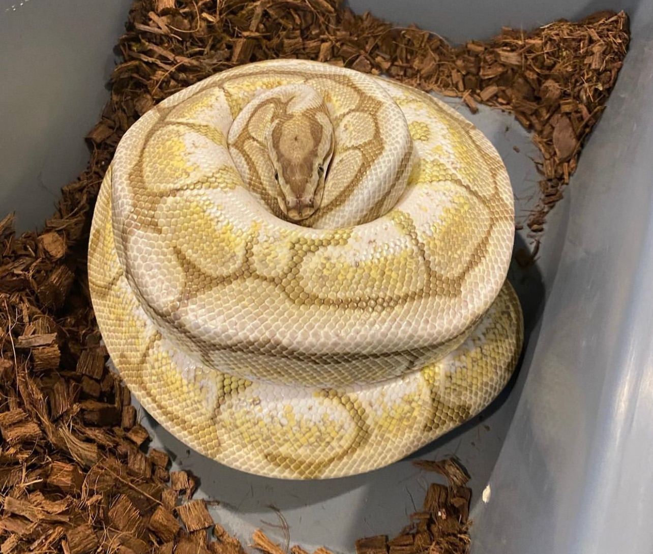 PROVEN BREEDER!! Queen Bee Specter Ball Python by Ern's Exotics ...