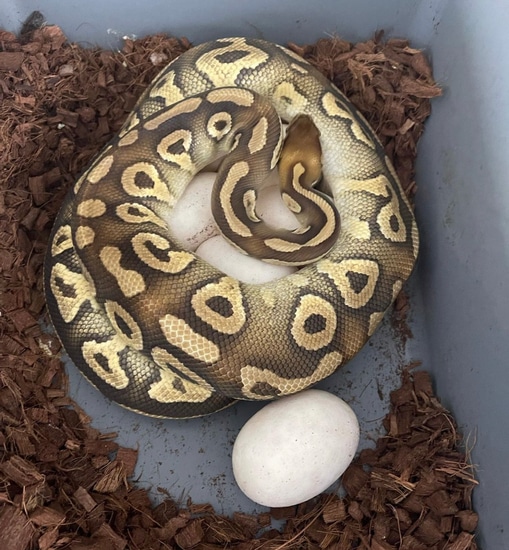 PROVEN BREEDER!! Pastel Mojave Ball Python by Ern's Exotics