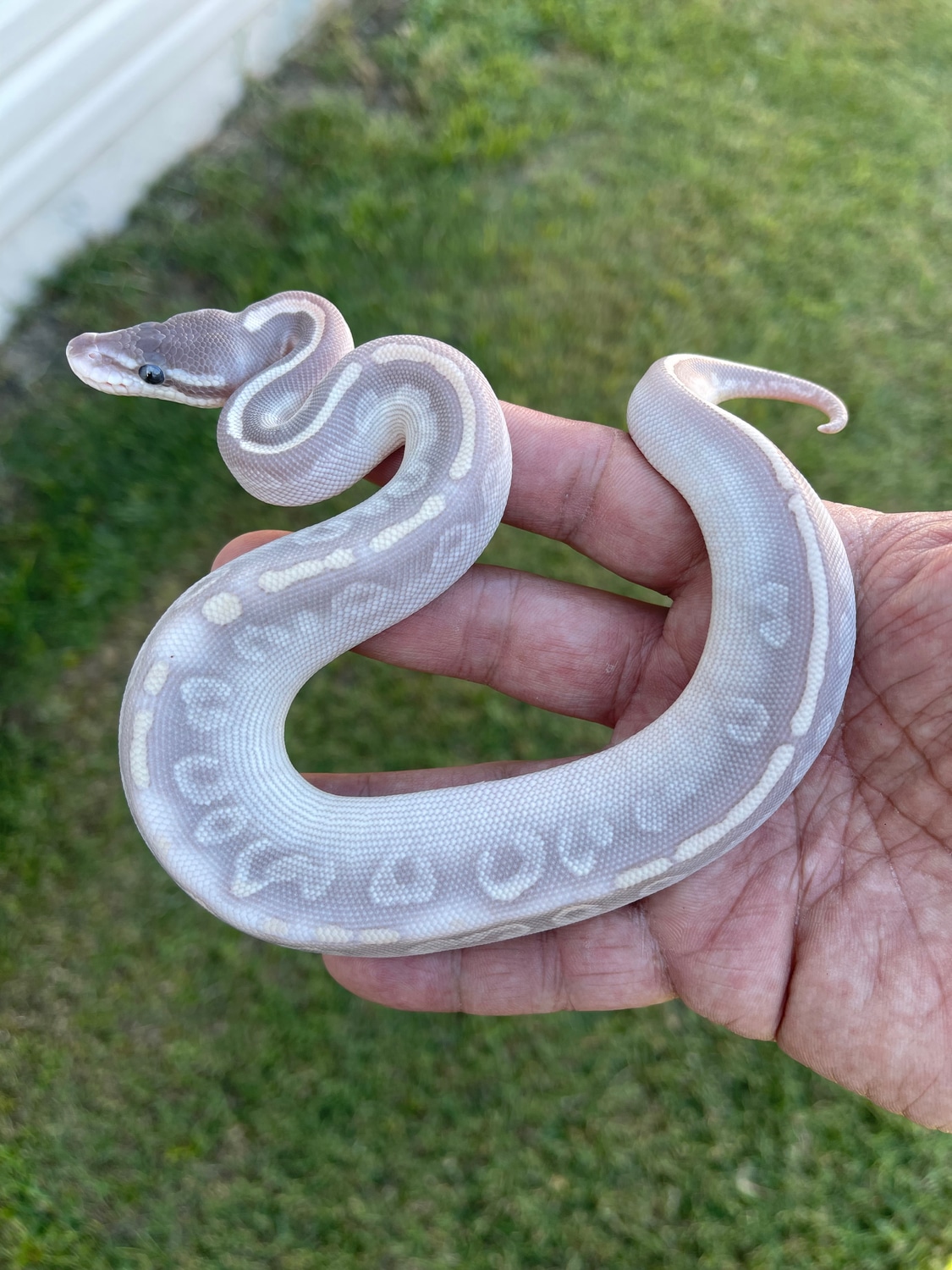 Mystic Potion FREE SHIPPING Ball Python by Ern's Exotics - MorphMarket