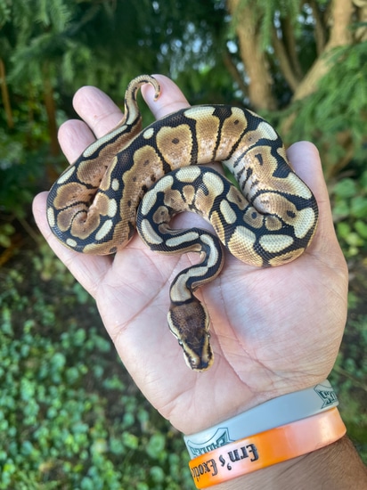 Spider Gravel Mojave Ball Python by Ern's Exotics