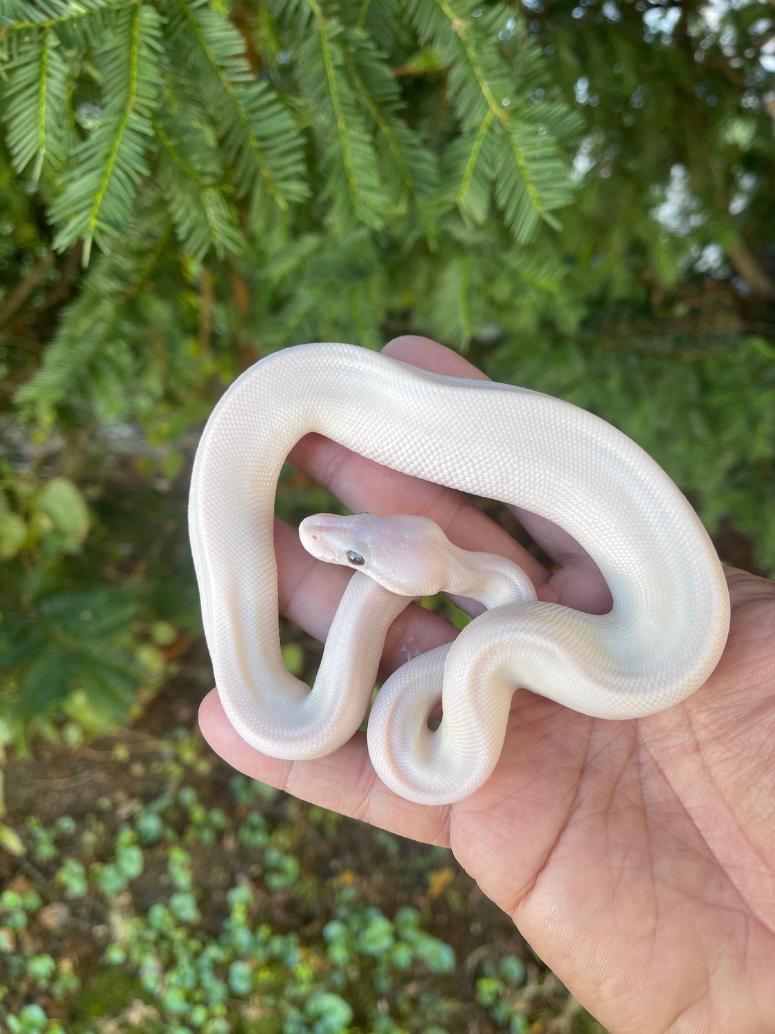 Banana Super Mojave Ball Python by Ern's Exotics - MorphMarket