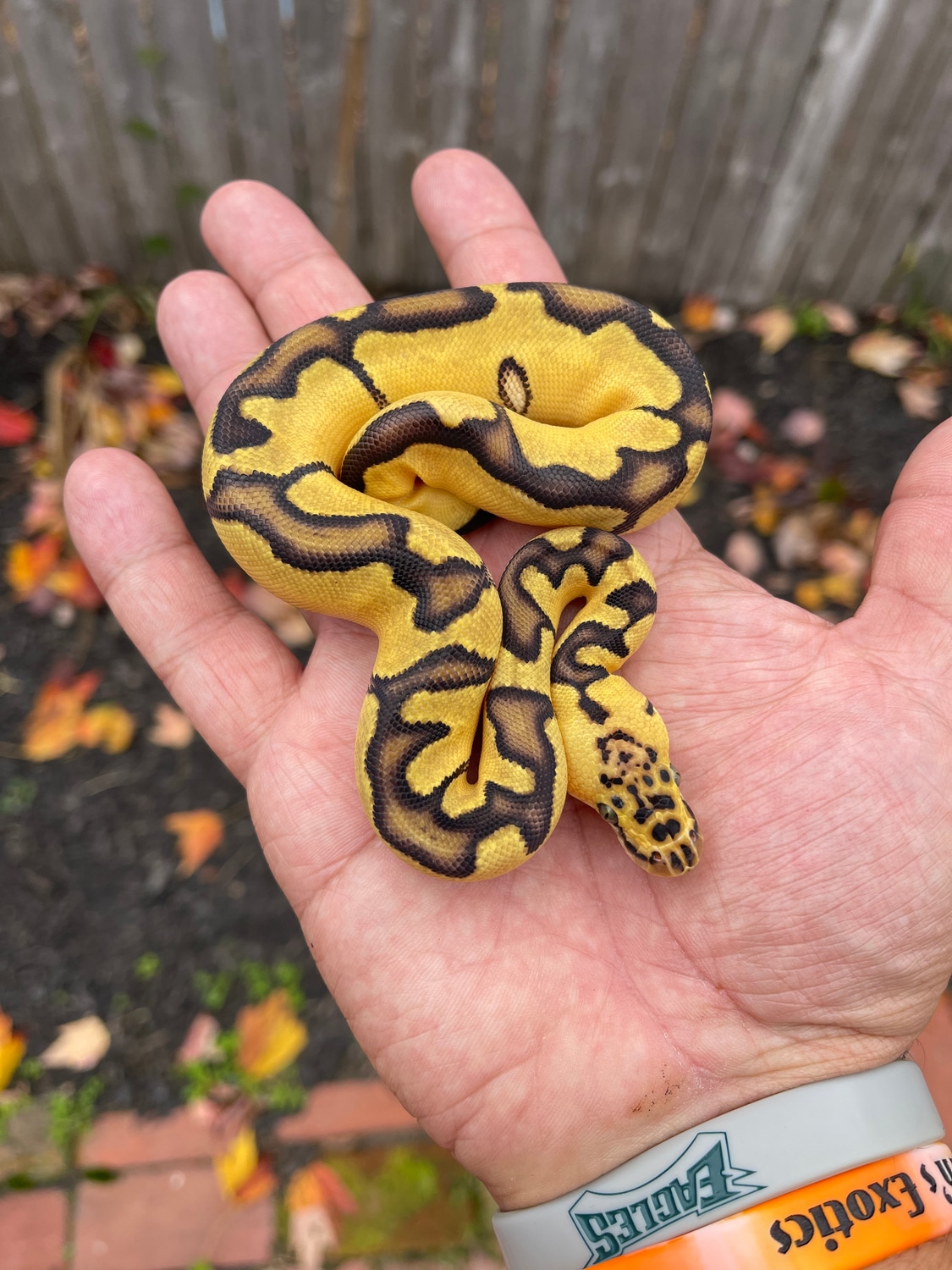 Pastel Enchi Clown Ball Python by Ern's Exotics - MorphMarket