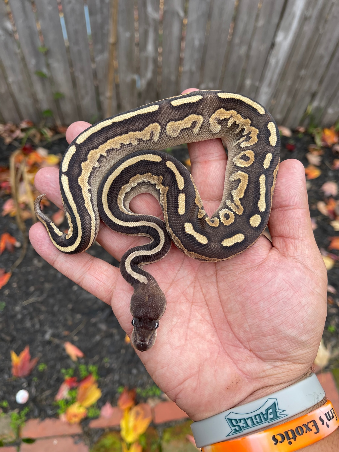 Black Pastel Mojave Poss Black Black Head Ball Python by Ern's Exotics ...
