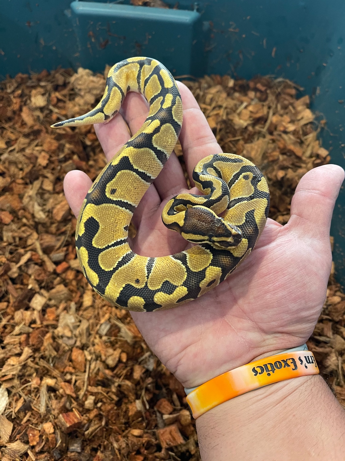 Enchi Het Clown Ball Python by Ern's Exotics - MorphMarket