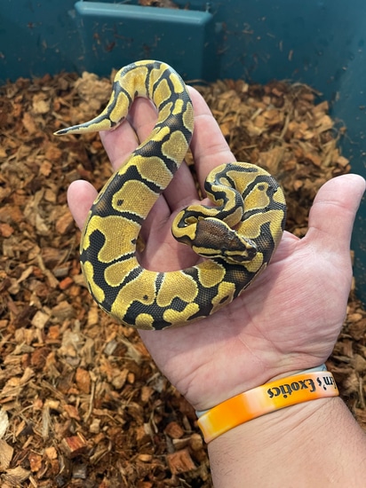 Enchi Het Clown Ball Python by Ern's Exotics