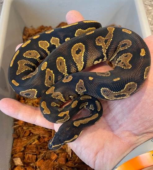 **NO RESERVE** Blackhead Gravel/YB Ball Python by Ern's Exotics