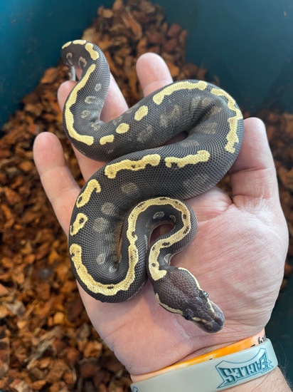 GHI Mojave Ball Python by Ern's Exotics
