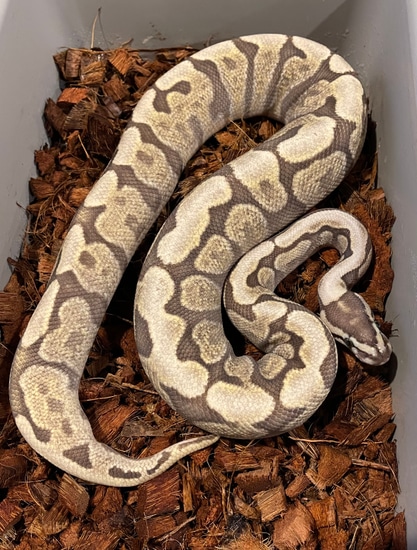 GHI Lesser Spider Ball Python by Ern's Exotics