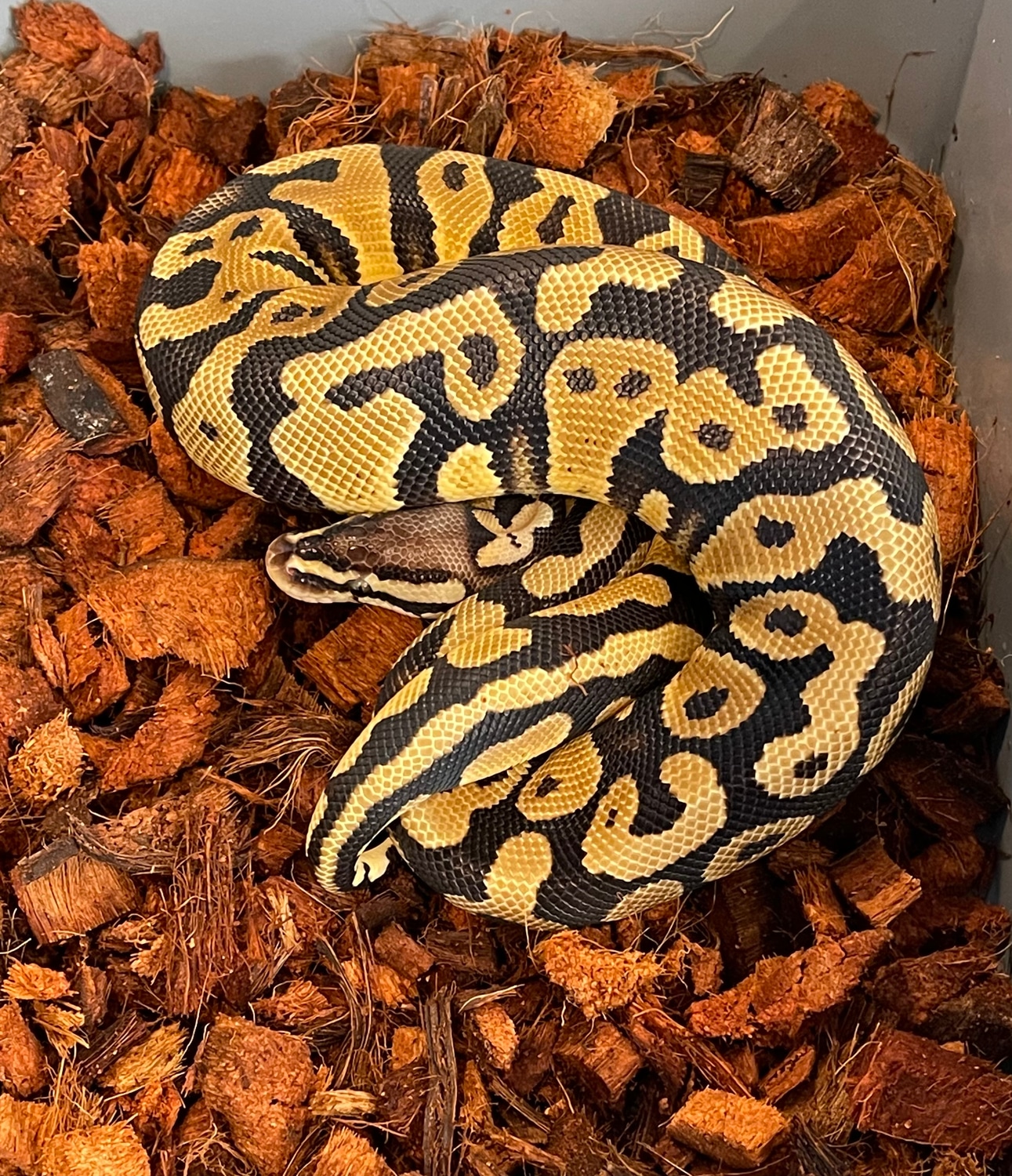 Pastel Yellowbelly 100% Het Desert Ghost Ball Python by Ern's Exotics ...