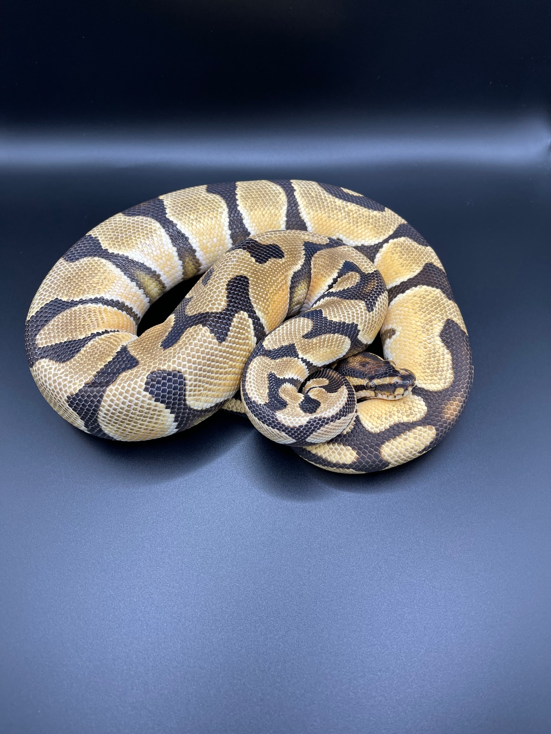 Super Orange Dream Ball Python by Ern's Exotics - MorphMarket