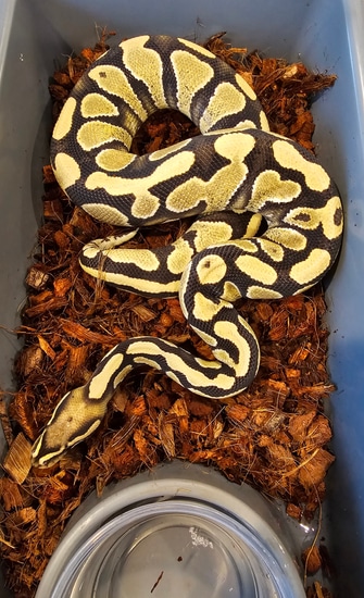 Fire Desert Ghost Ball Python by Ern's Exotics