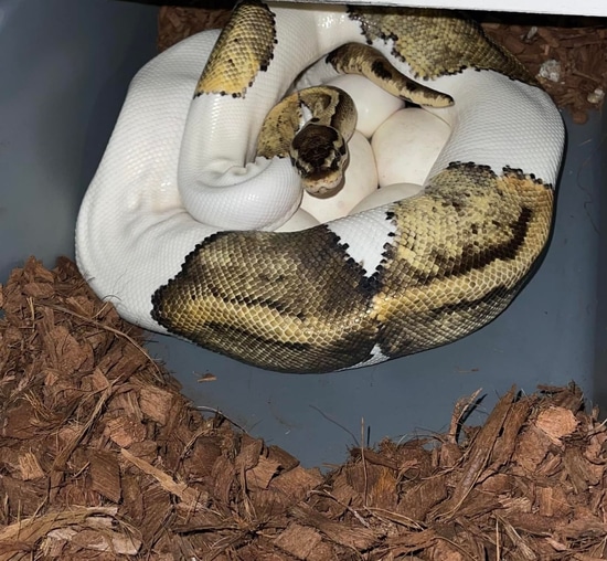 PROVEN Pastel Pied Ball Python by Ern's Exotics