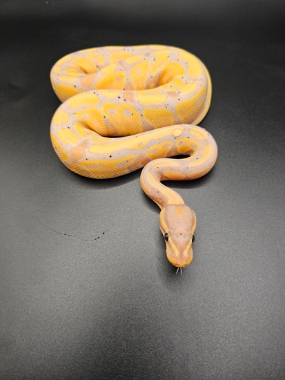 Banana Het Hypo Ball Python by Ern's Exotics
