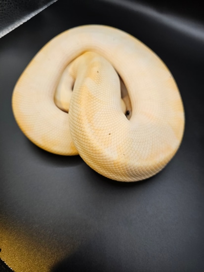 Super Special Ball Python by Ern's Exotics