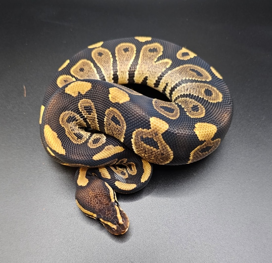 Chocolate 66% Het Clown Ball Python by Ern's Exotics