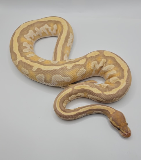 Fire Yellowbelly Mojave Ultramel 50% Het Pied Ball Python by Ern's Exotics