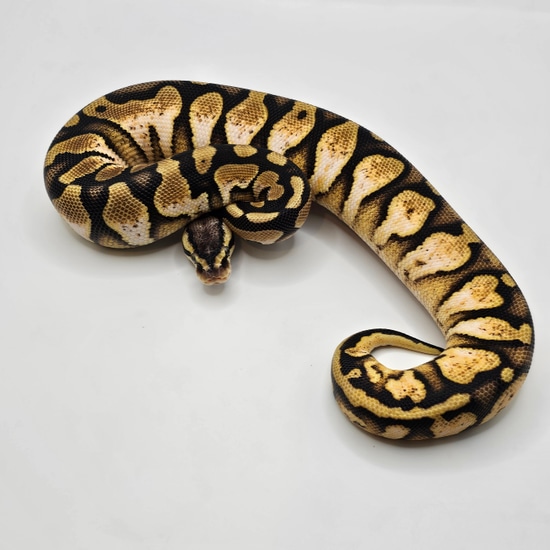Pastel Sugar Yellowbelly Het Clown Ball Python by Ern's Exotics