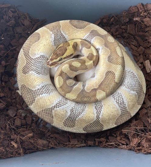 NO RESERVER!! **PROVEN**Super Enchi Butter Het Clown Ball Python by Ern's Exotics