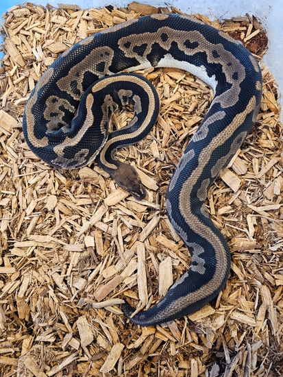 Mahogany Leopard Poss Het Pied Ball Python by Ern's Exotics
