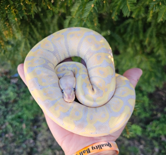 Banana Vanilla Poss Trick Het Hypo Ball Python by Ern's Exotics