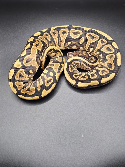 Spotnose Yellowbelly Het Clown Ball Python by Ern's Exotics