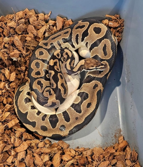 *PROVEN* Leopard Het Clown No Reserve Ball Python by Ern's Exotics