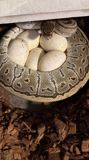 **PROVEN FEMALE** Phantom Pinstripe Het Clown Ball Python by Ern's Exotics