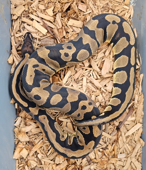 Confusion Ball Python by Ern's Exotics
