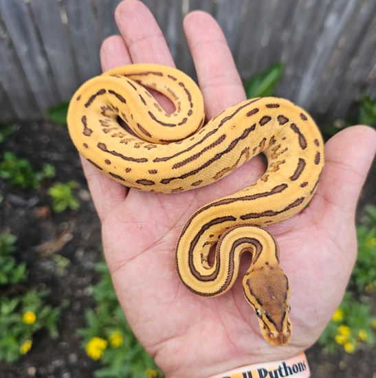 OD YB Leopard Pin 100% Het Clown Piss Phantom Ball Python by Ern's Exotics