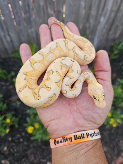 Pastel Highway Clown Ball Python by Ern's Exotics