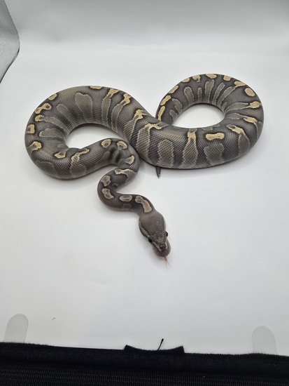 GHI Chocolate Hypo Ball Python by Ern's Exotics